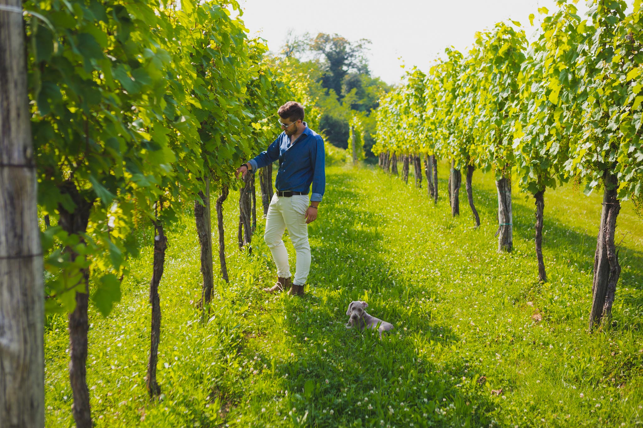 Vigna Lenuzza: friulian organic wines | Vigna Lenuzza
